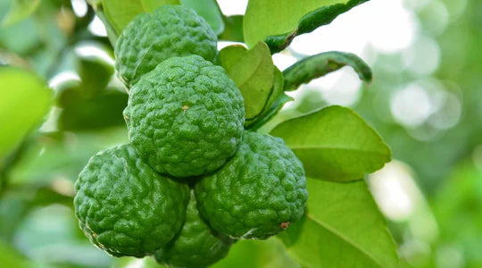 Erkunde verschiedene Limettenarten: Von Key-Limetten bis zu Persian-Li ...