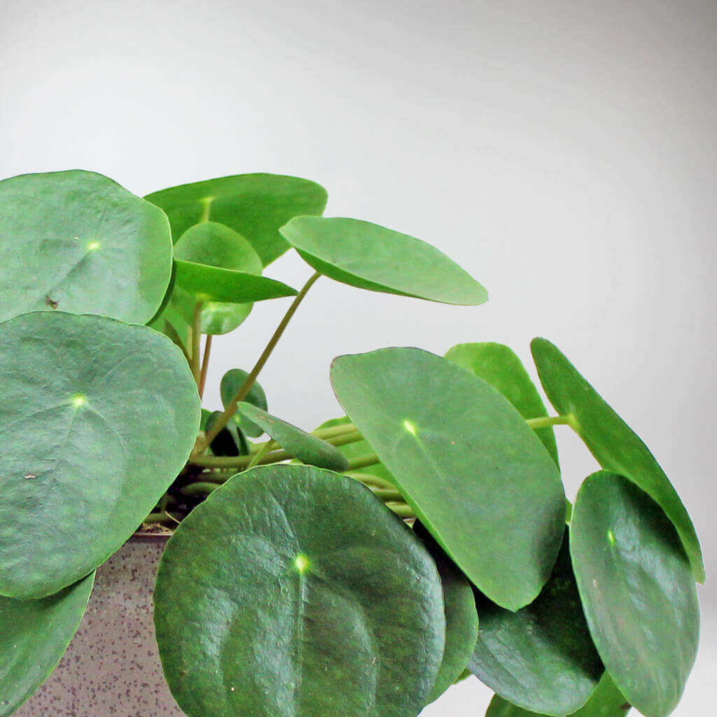 Chinesischer Geldbaum - jetzt online bei Bloombox Club bestellen ...